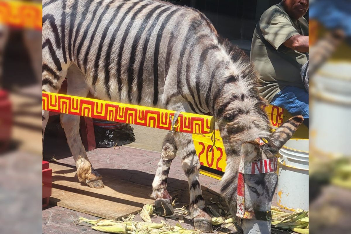 Burro-cebra de Tijuana: entre la tradición y la curiosidad