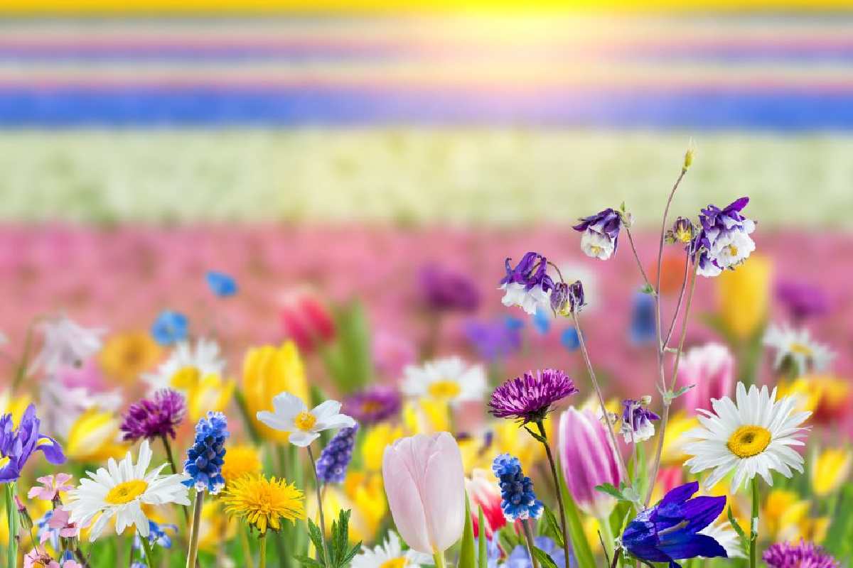 ¿Cuándo entra la primavera en Estados Unidos?